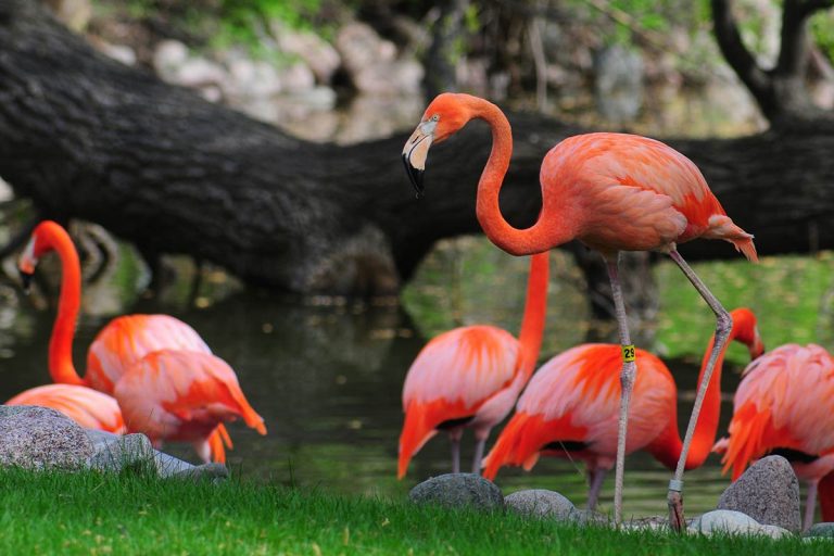 Zoo Backgrounder - Milwaukee County Zoo