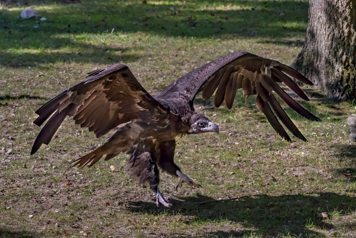 Cinereous Vulture - Milwaukee County Zoo