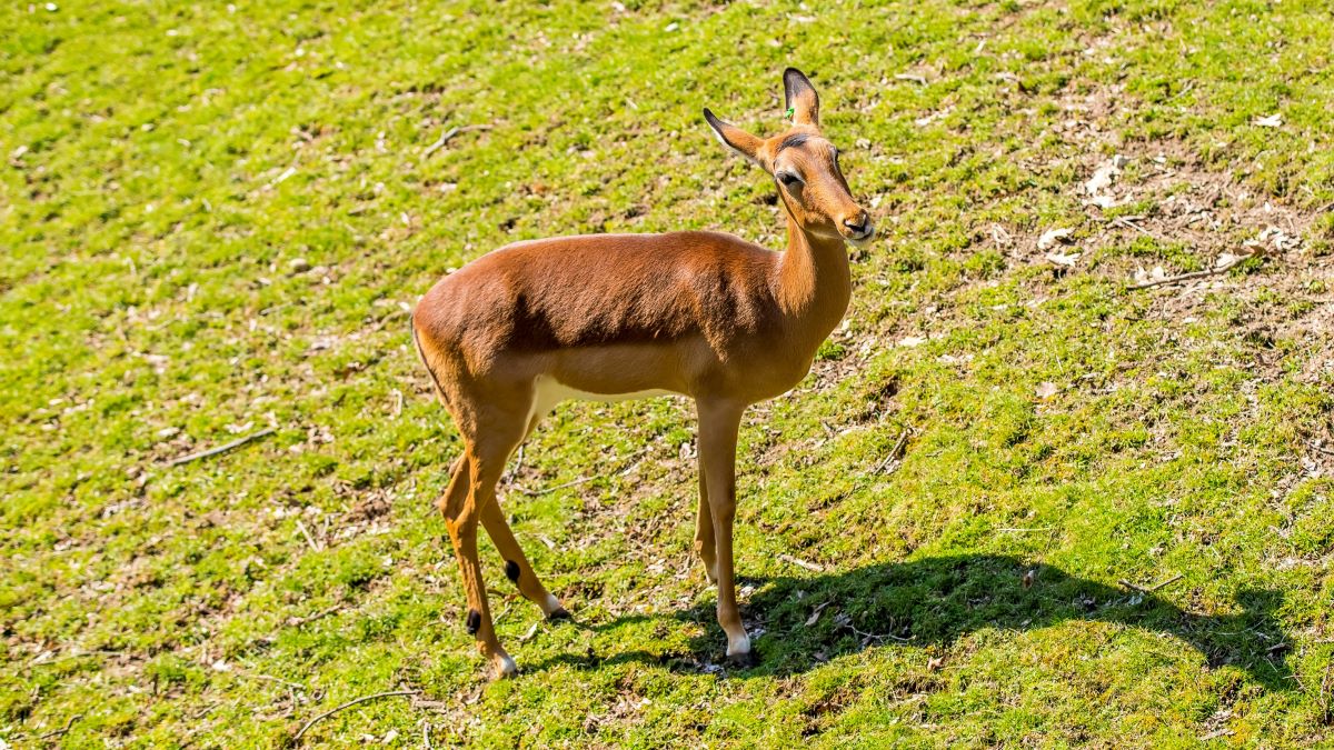 Impala - Milwaukee County Zoo
