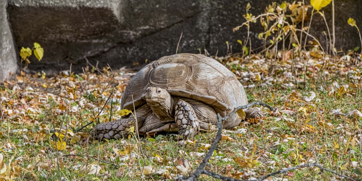 Meet Our Animals - Milwaukee County Zoo