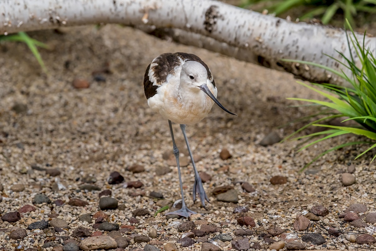 American Avocet - Milwaukee County Zoo