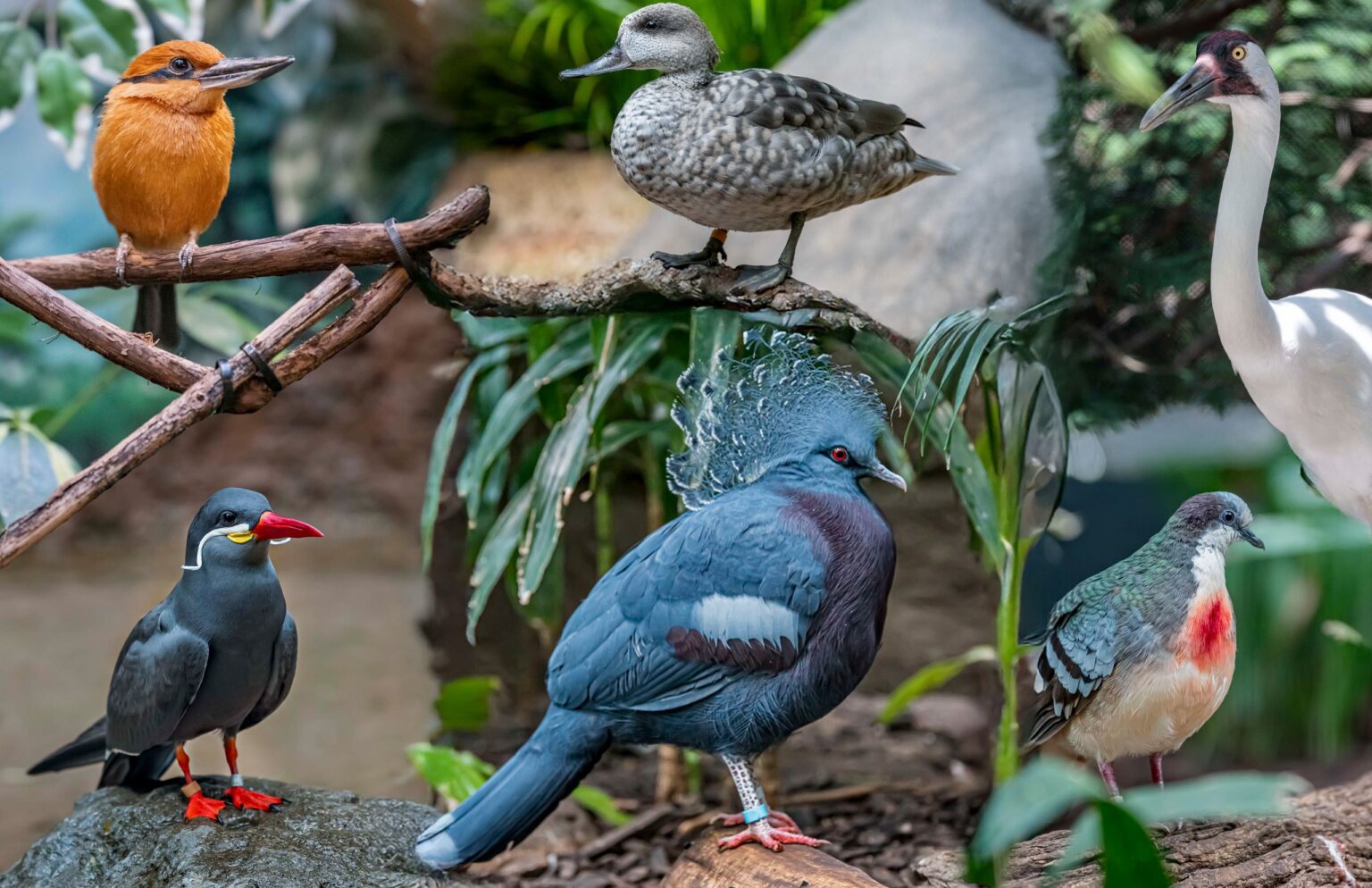 Aviary Adventures - Milwaukee County Zoo