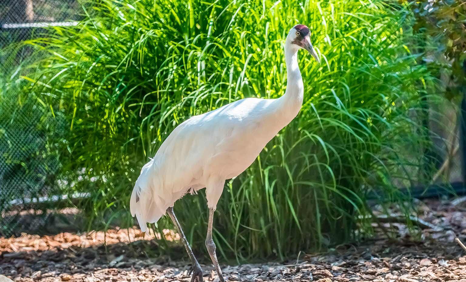 Whooping Crane - Milwaukee County Zoo