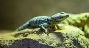 Baja Blue Rock Lizard - Milwaukee County Zoo