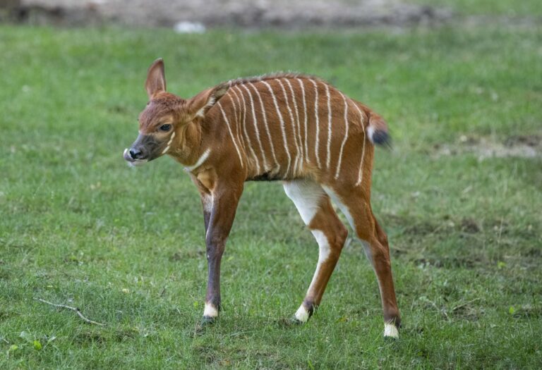 The Zoo’s Bongo Herd Quickly Grows - Milwaukee County Zoo