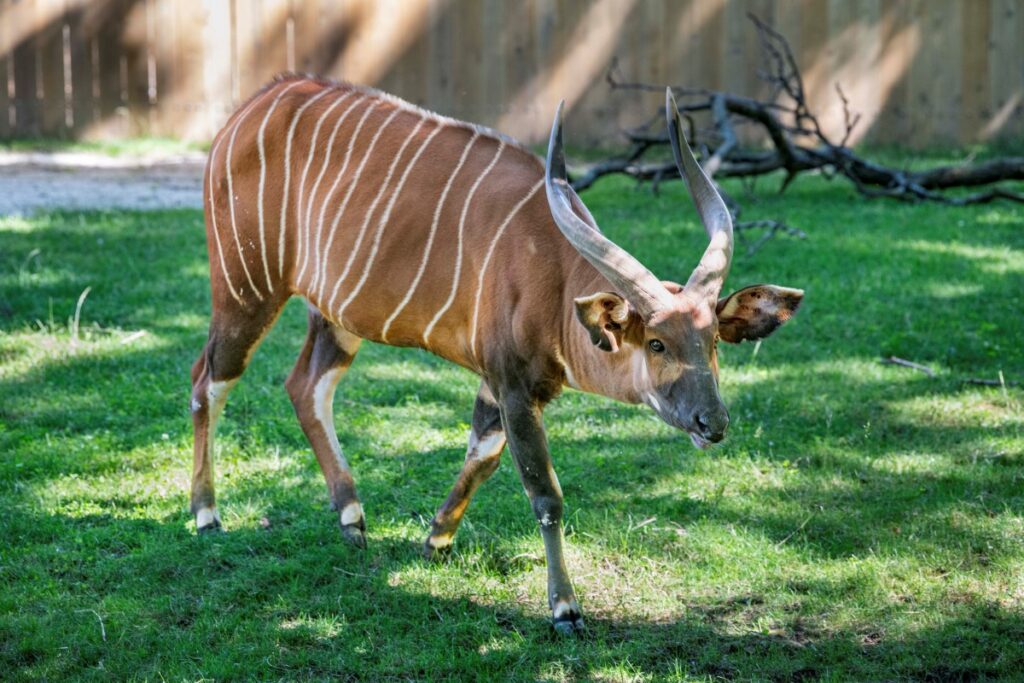 The Zoo’s Bongo Herd Quickly Grows - Milwaukee County Zoo