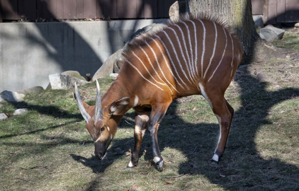 Welcome the Zoo’s New Bongo and Tapir - Milwaukee County Zoo