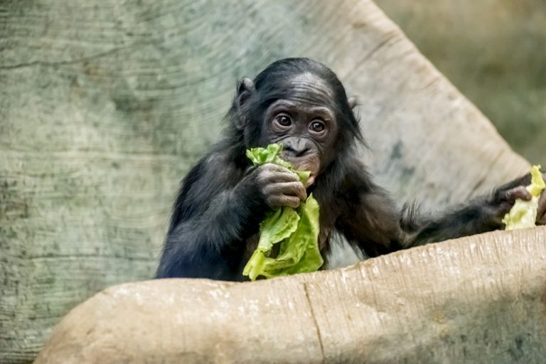 Collaborative Support - Milwaukee County Zoo