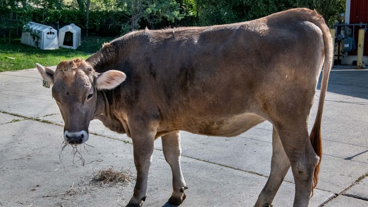 Meet Our Animals - Milwaukee County Zoo