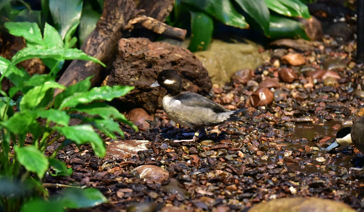 Bufflehead - Milwaukee County Zoo