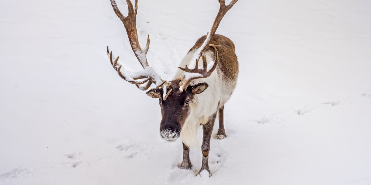 Caribou - Milwaukee County Zoo