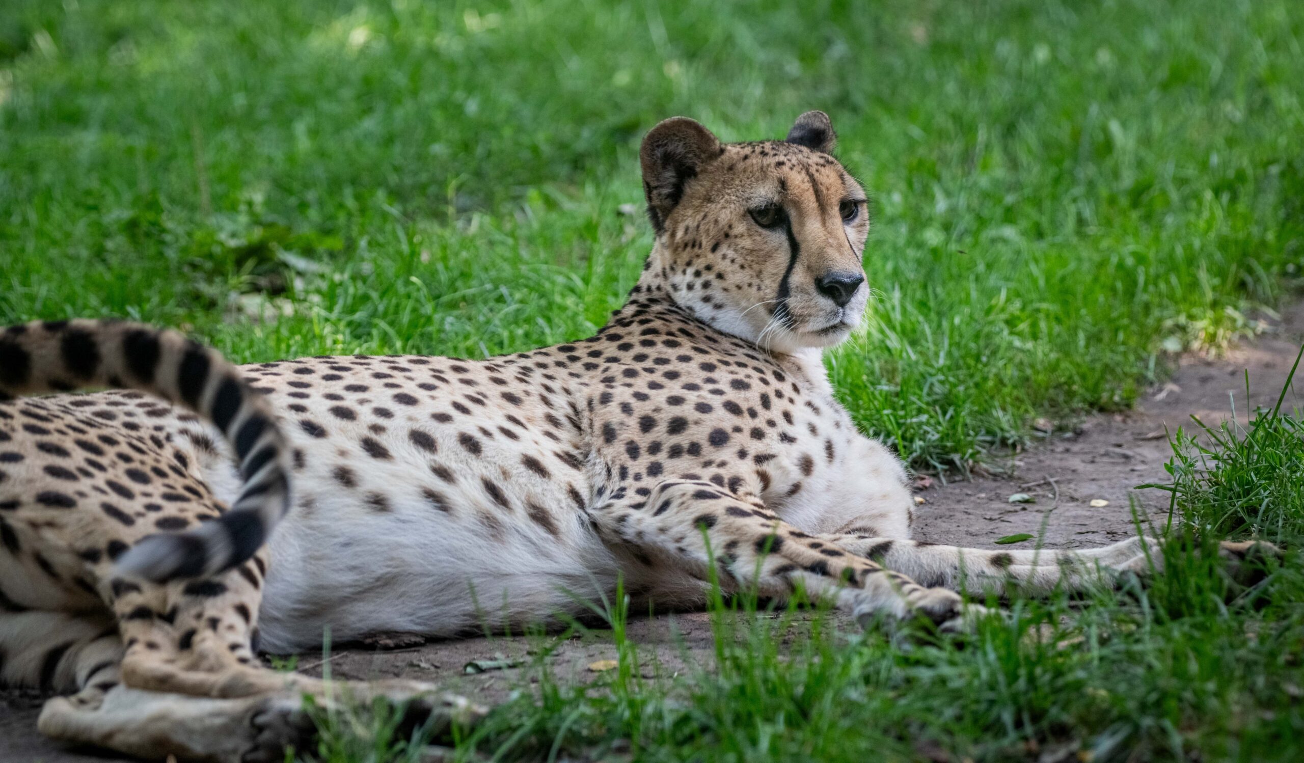 Cheetah - Milwaukee County Zoo