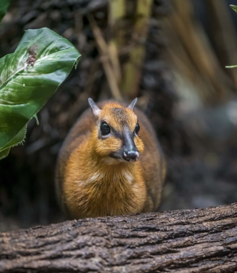 Wild Connections - Milwaukee County Zoo