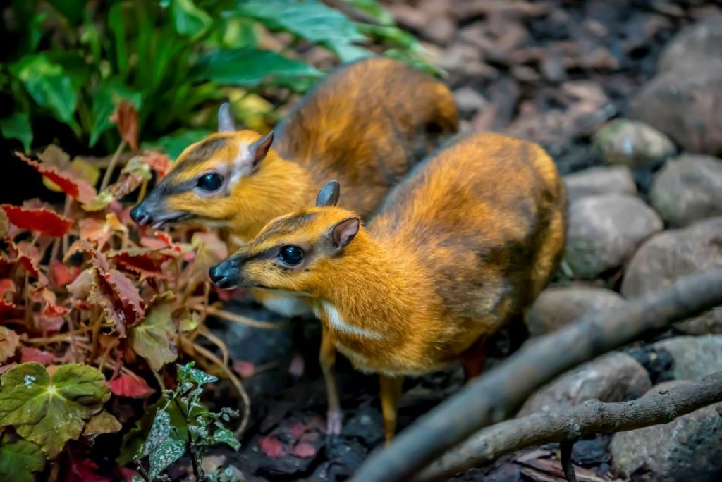 Wild Connections - Milwaukee County Zoo