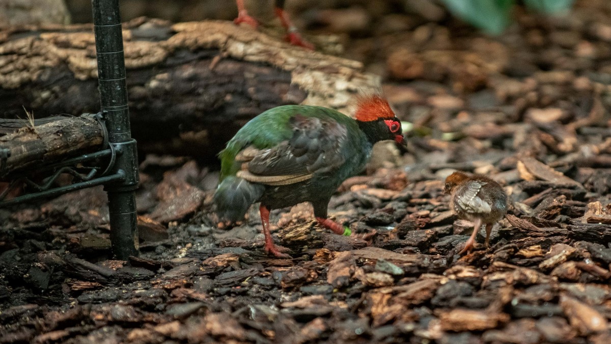 Crested Wood Partridge - Milwaukee County Zoo