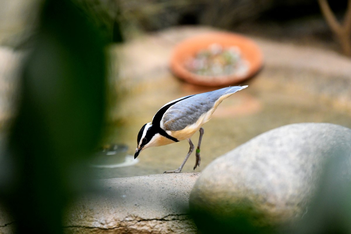 Zoo Raises Elusive Crocodile Bird - Milwaukee County Zoo