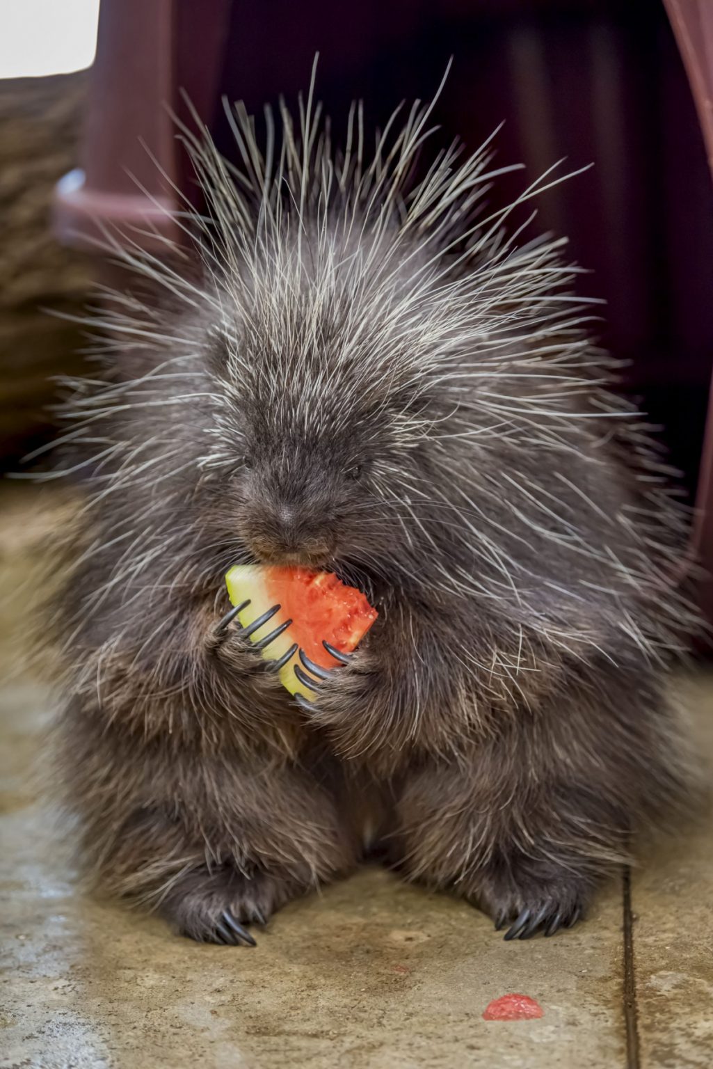 Meet Our Animals - Milwaukee County Zoo