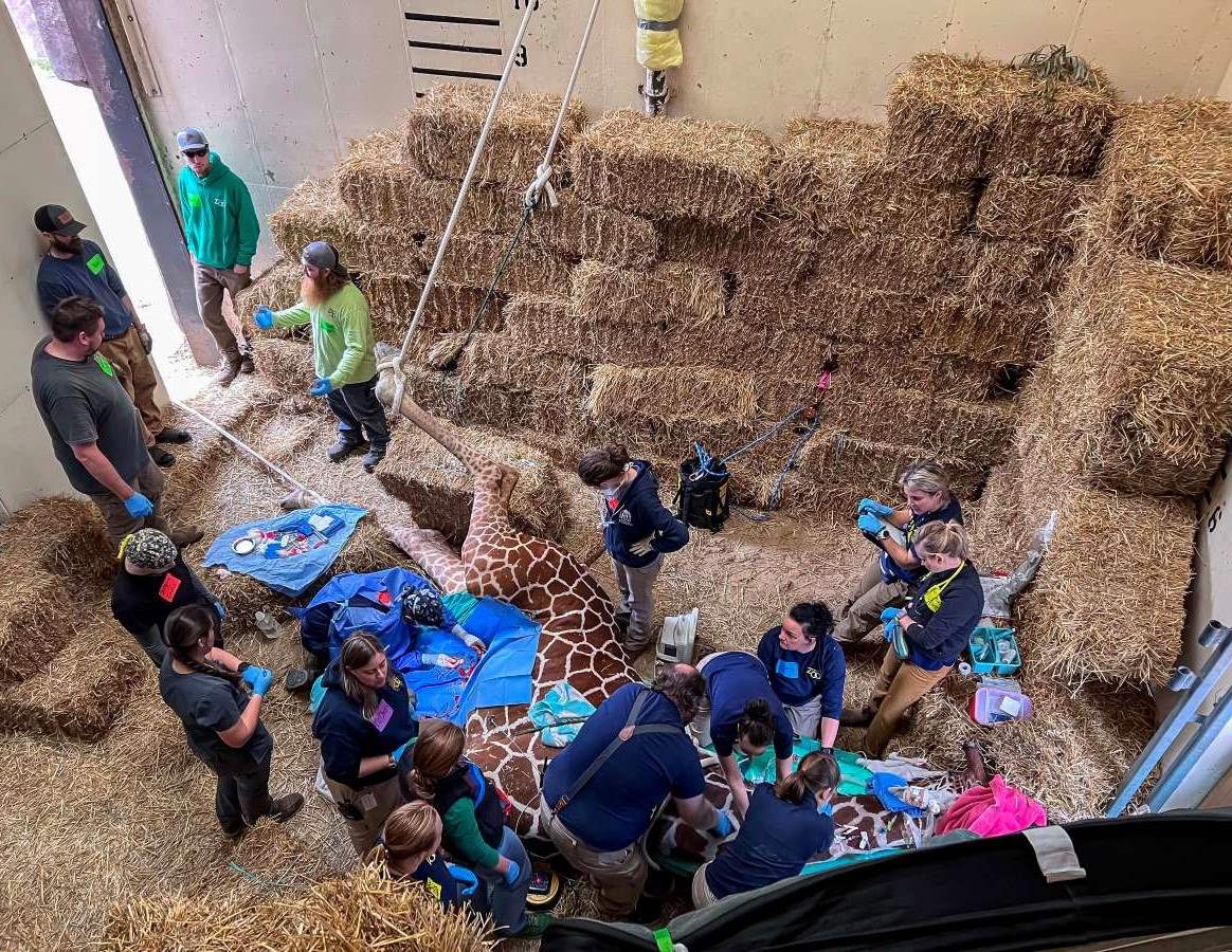 The Zoo Team Performs Novel Surgery on Giraffe Due to Unusual Breeding ...