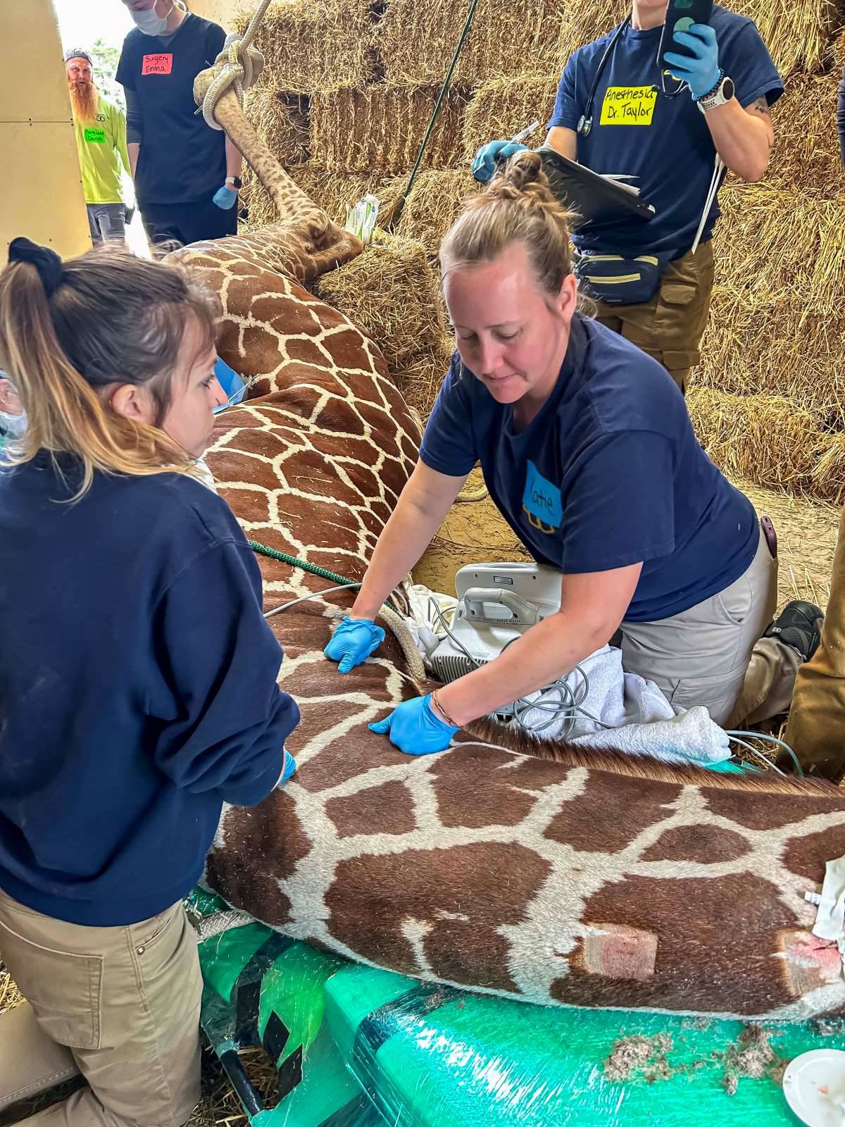 The Zoo Team Performs Novel Surgery on Giraffe Due to Unusual Breeding ...
