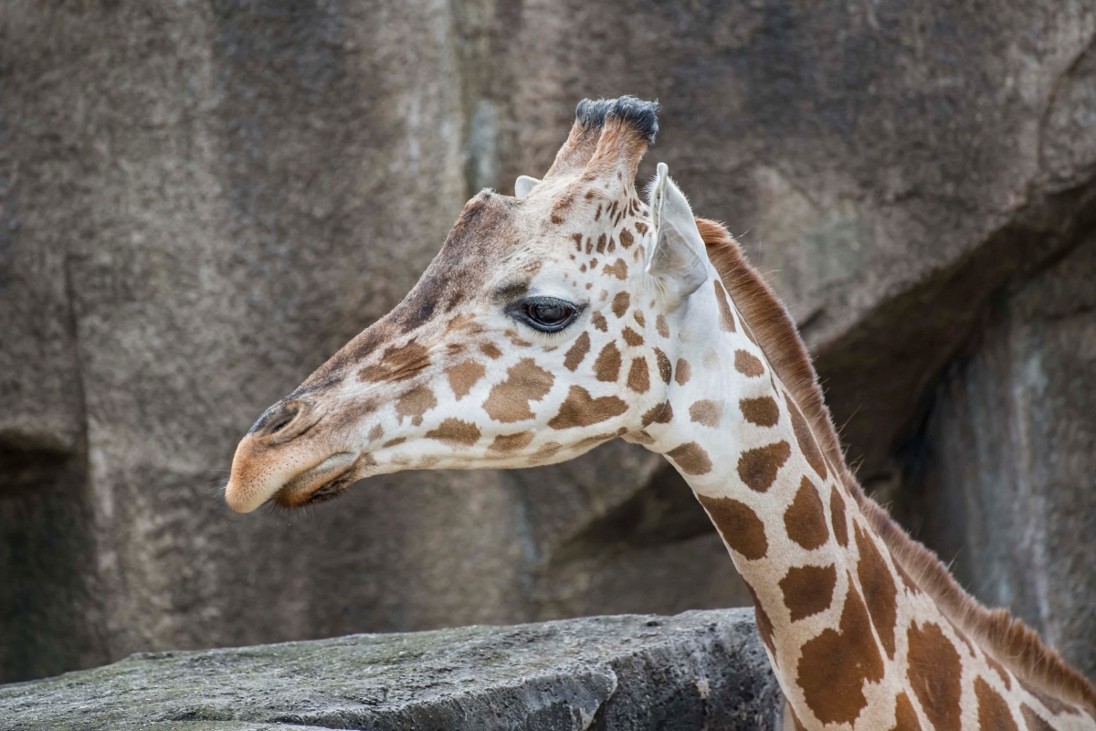 Reticulated Giraffe - Milwaukee County Zoo