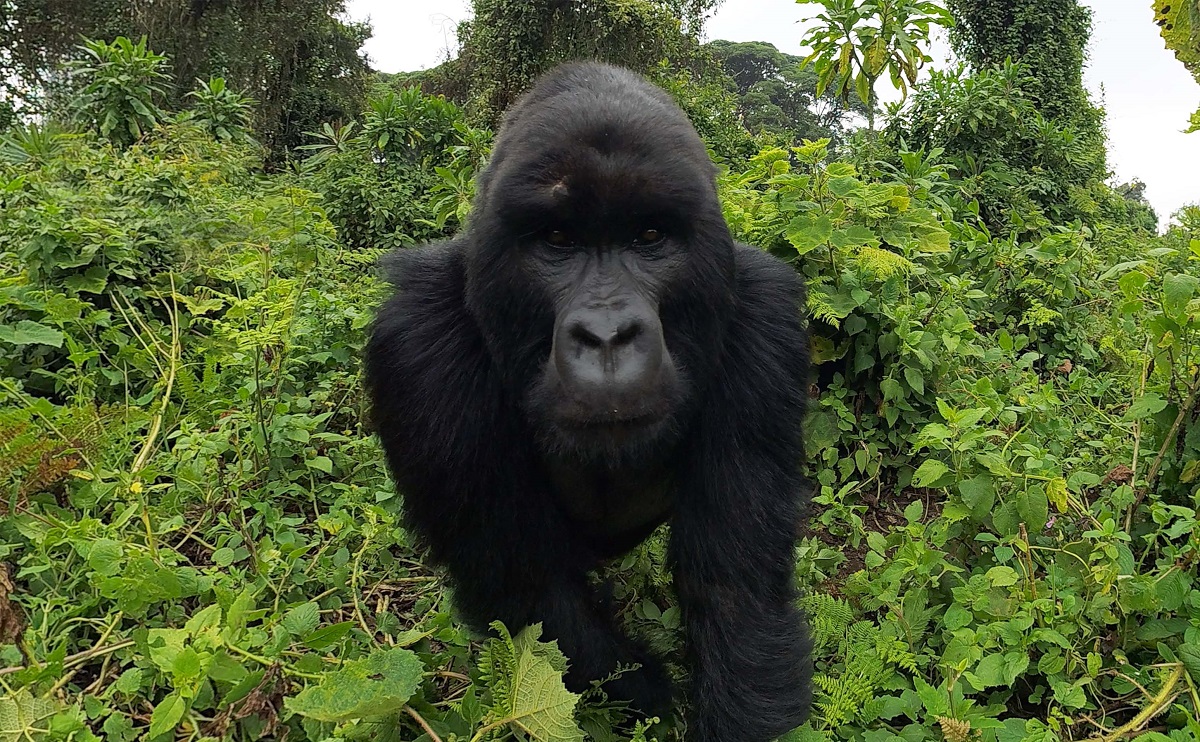 Experience Gorilla Trek - Open year round. - Milwaukee County Zoo