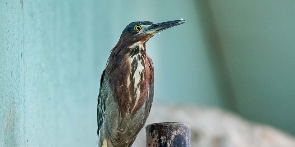 Meet Our Animals - Milwaukee County Zoo