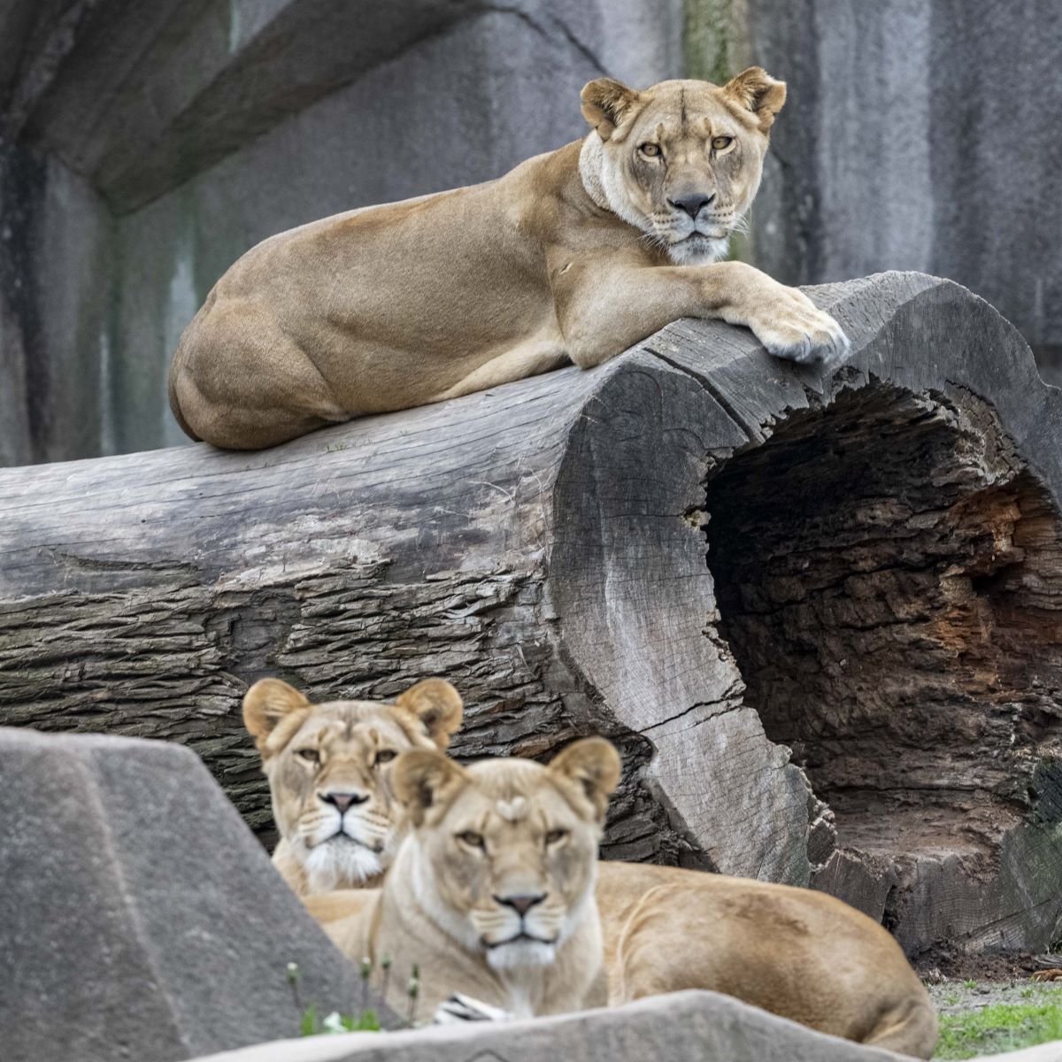 Home - Milwaukee County Zoo