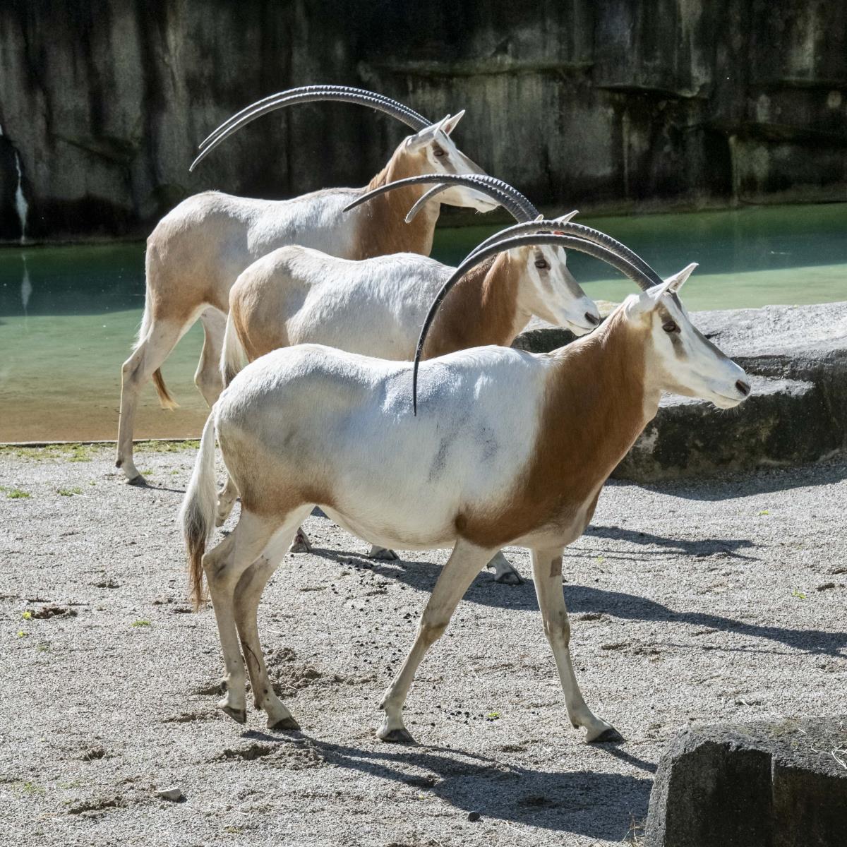 Home - Milwaukee County Zoo