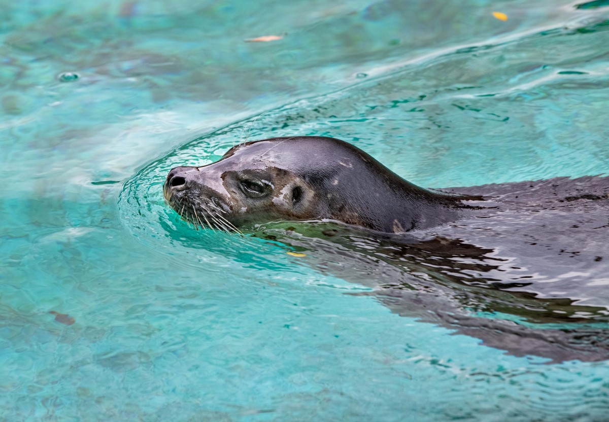 Harbor Seal - Milwaukee County Zoo
