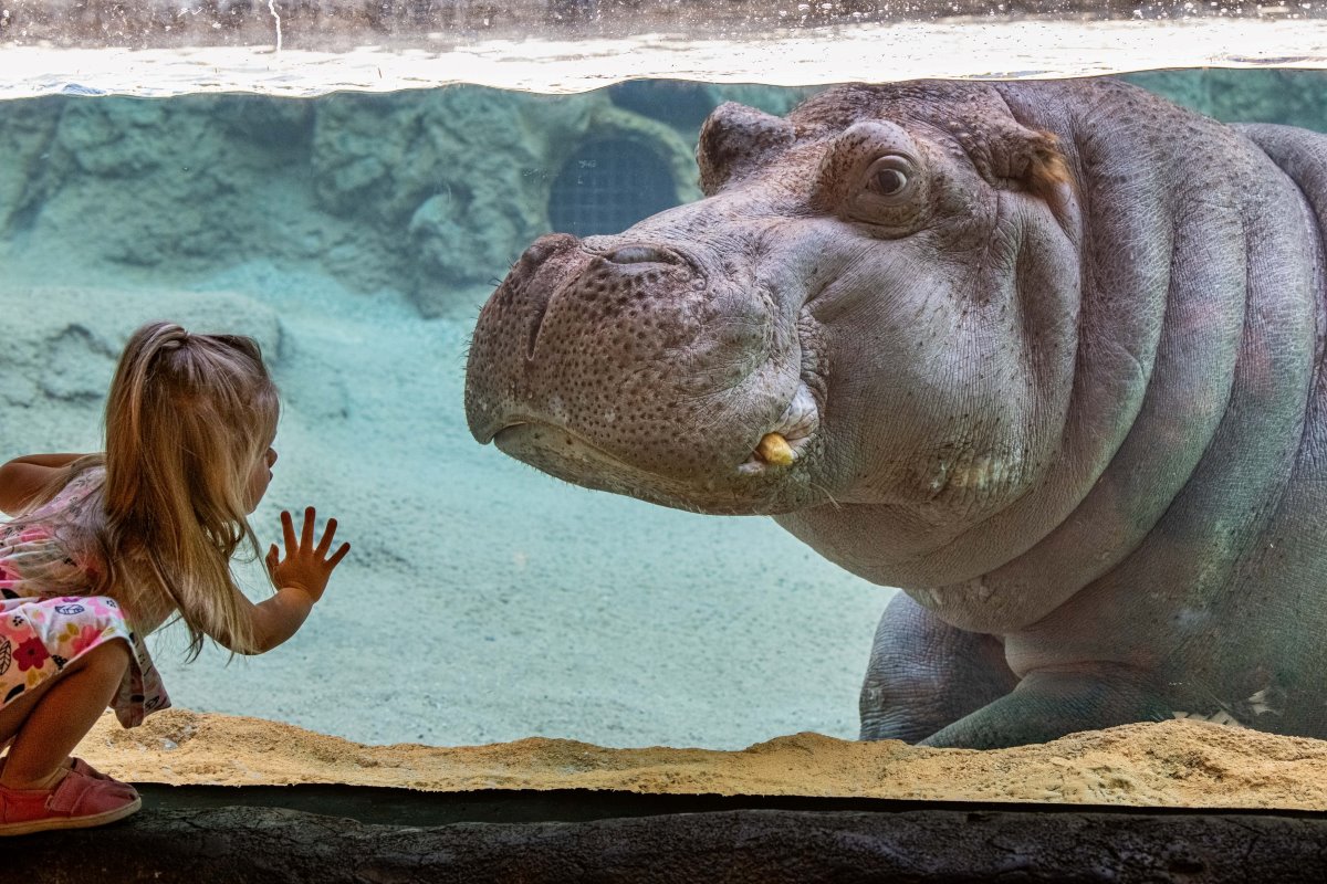 The Milwaukee County Zoo Mourns the Death of Hippo Patti - Milwaukee ...
