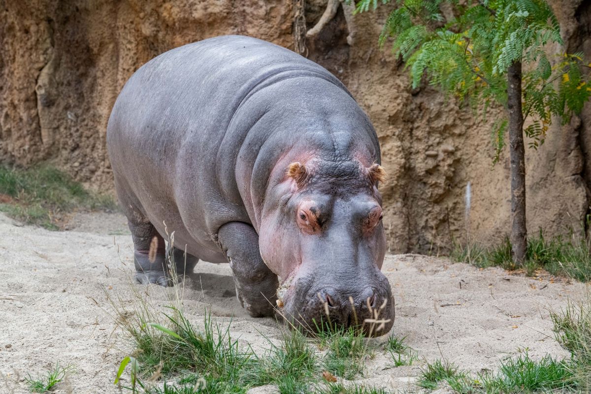 The Milwaukee County Zoo Mourns the Death of Hippo Patti - Milwaukee ...