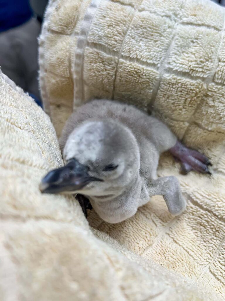 Help Us Name Our Penguin Chick - Milwaukee County Zoo