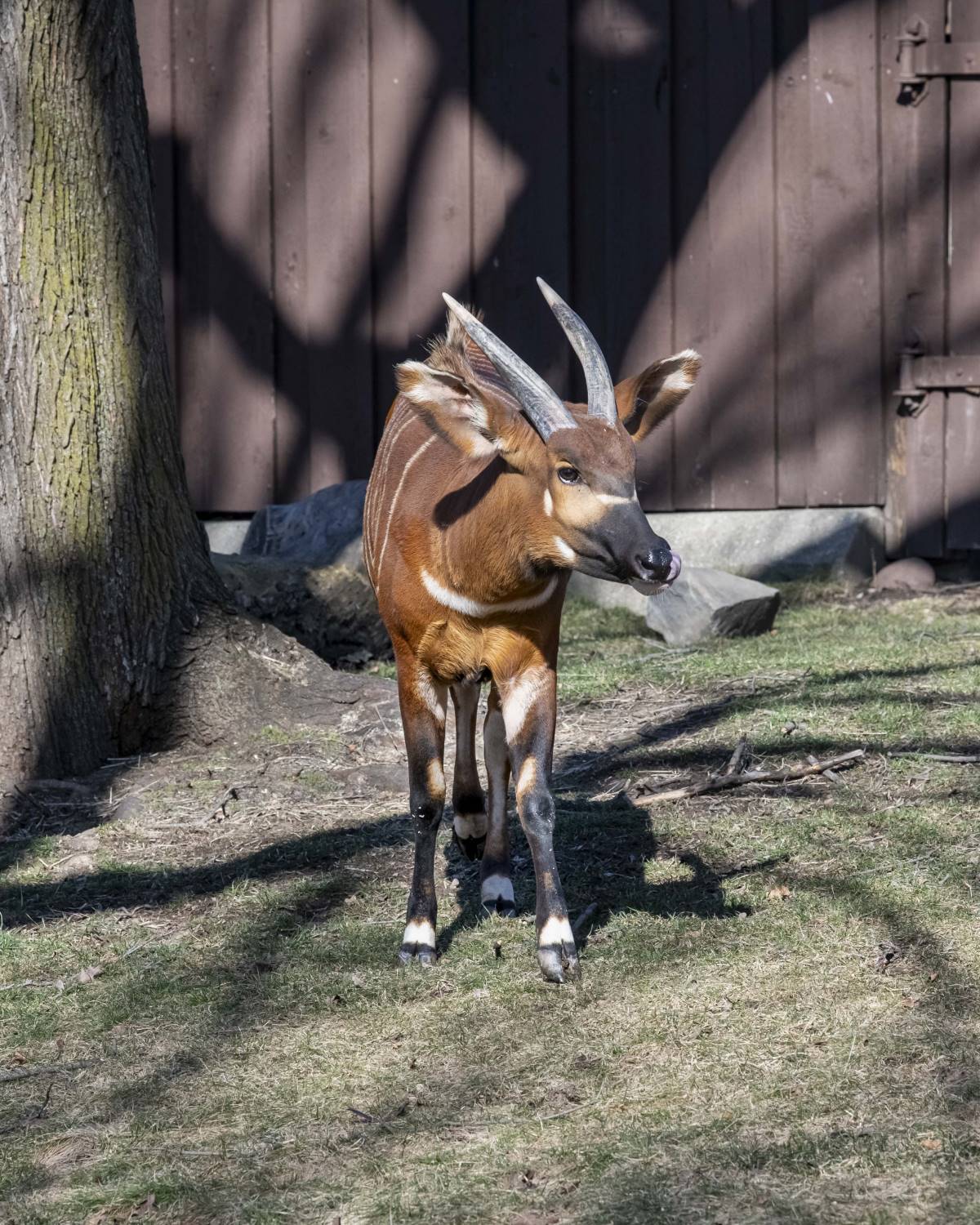 Welcome the Zoo’s New Bongo and Tapir - Milwaukee County Zoo