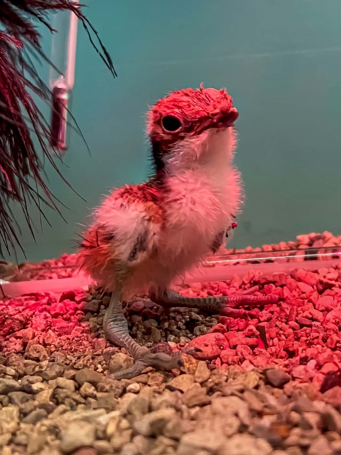 Zoo Raises Elusive Crocodile Bird - Milwaukee County Zoo