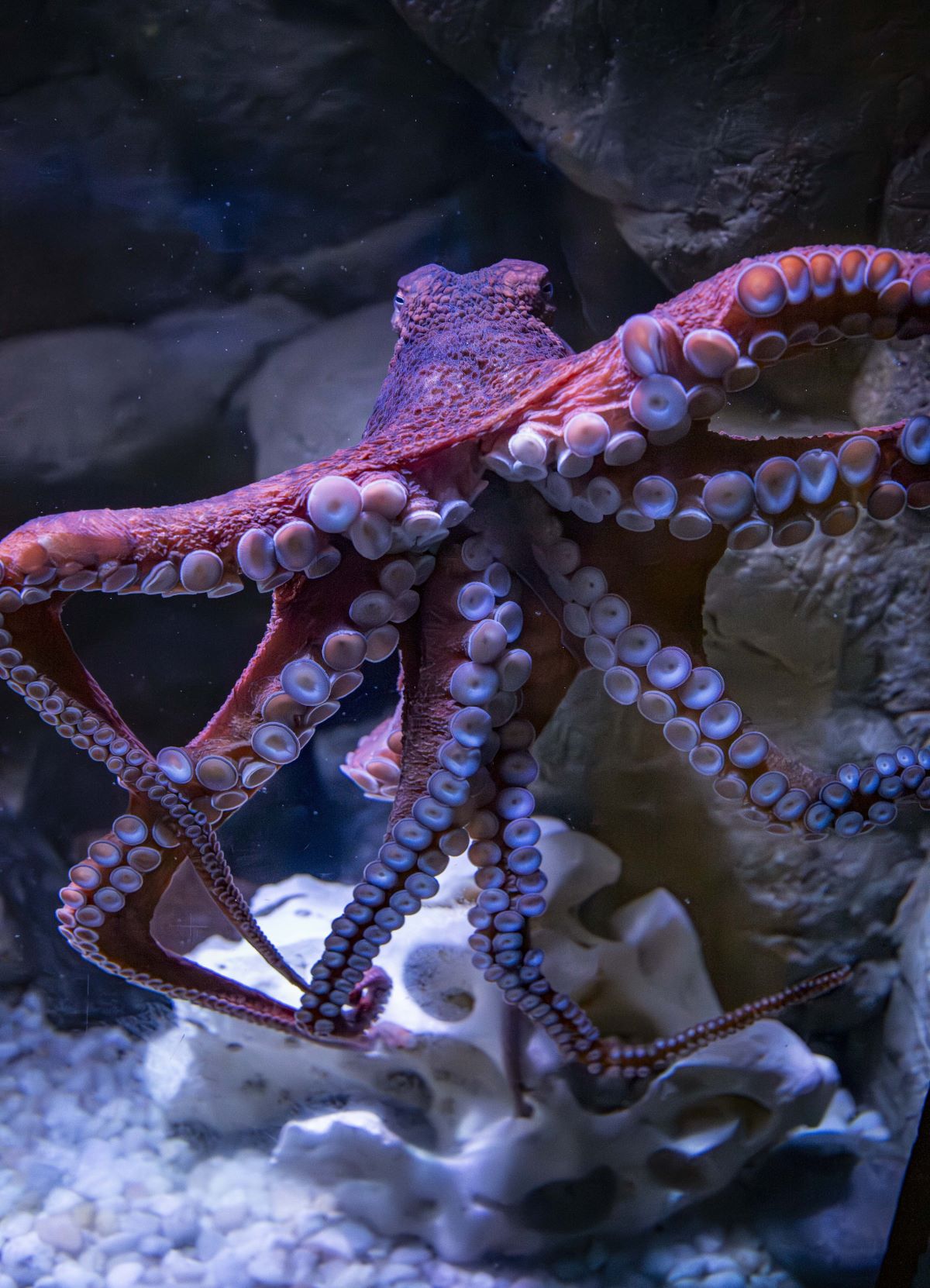Giant Pacific Octopus