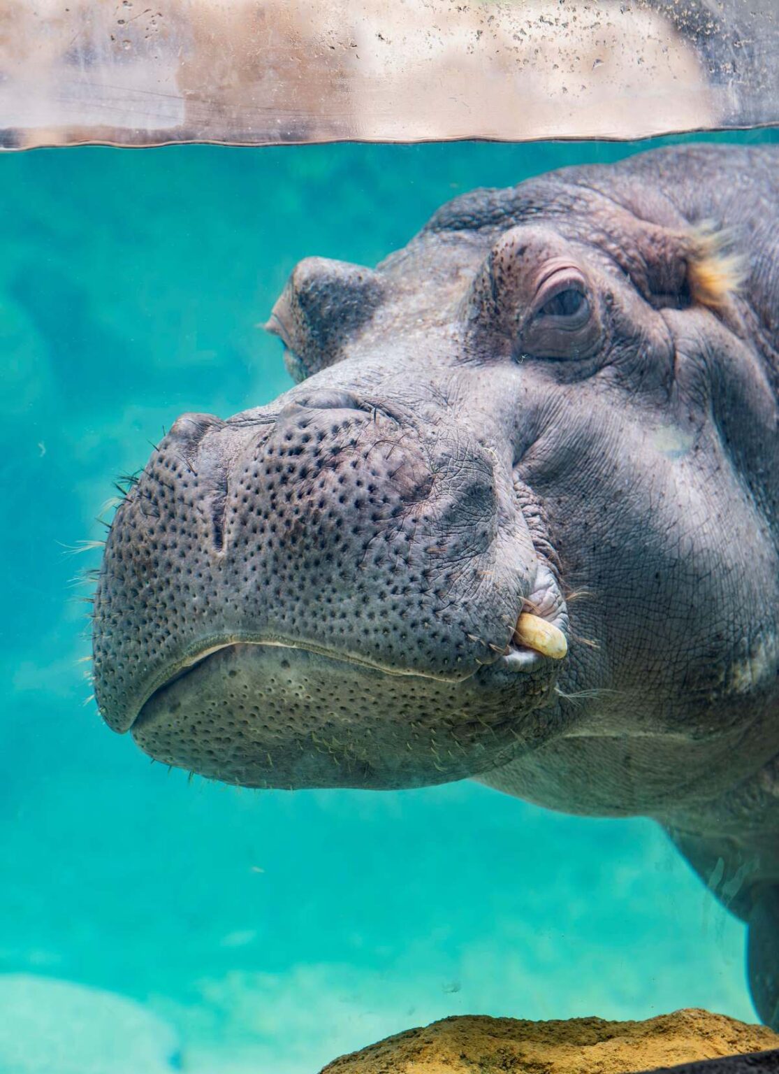 About Us - Milwaukee County Zoo