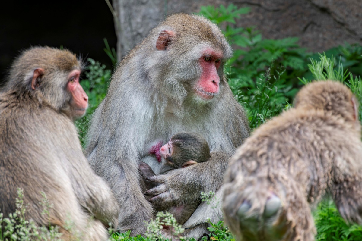 Baby Number Two Joins the Japanese Macaques - Milwaukee County Zoo