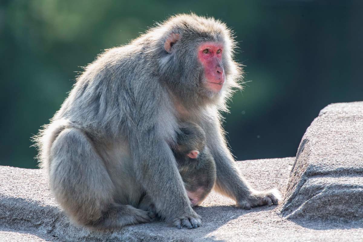 Baby Number Two Joins the Japanese Macaques - Milwaukee County Zoo