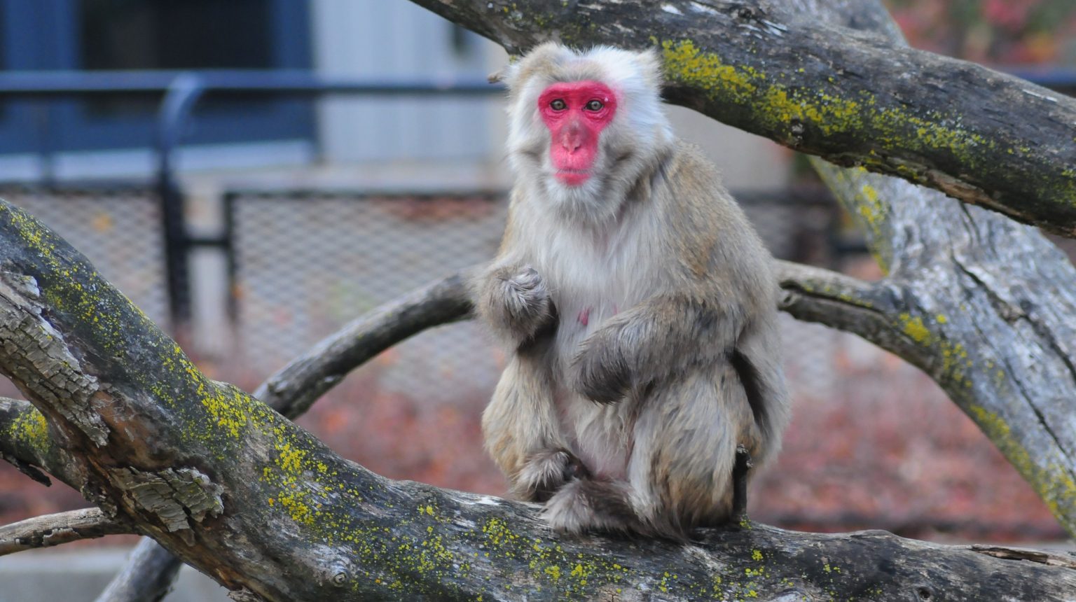Primates of the World Archives - Milwaukee County Zoo