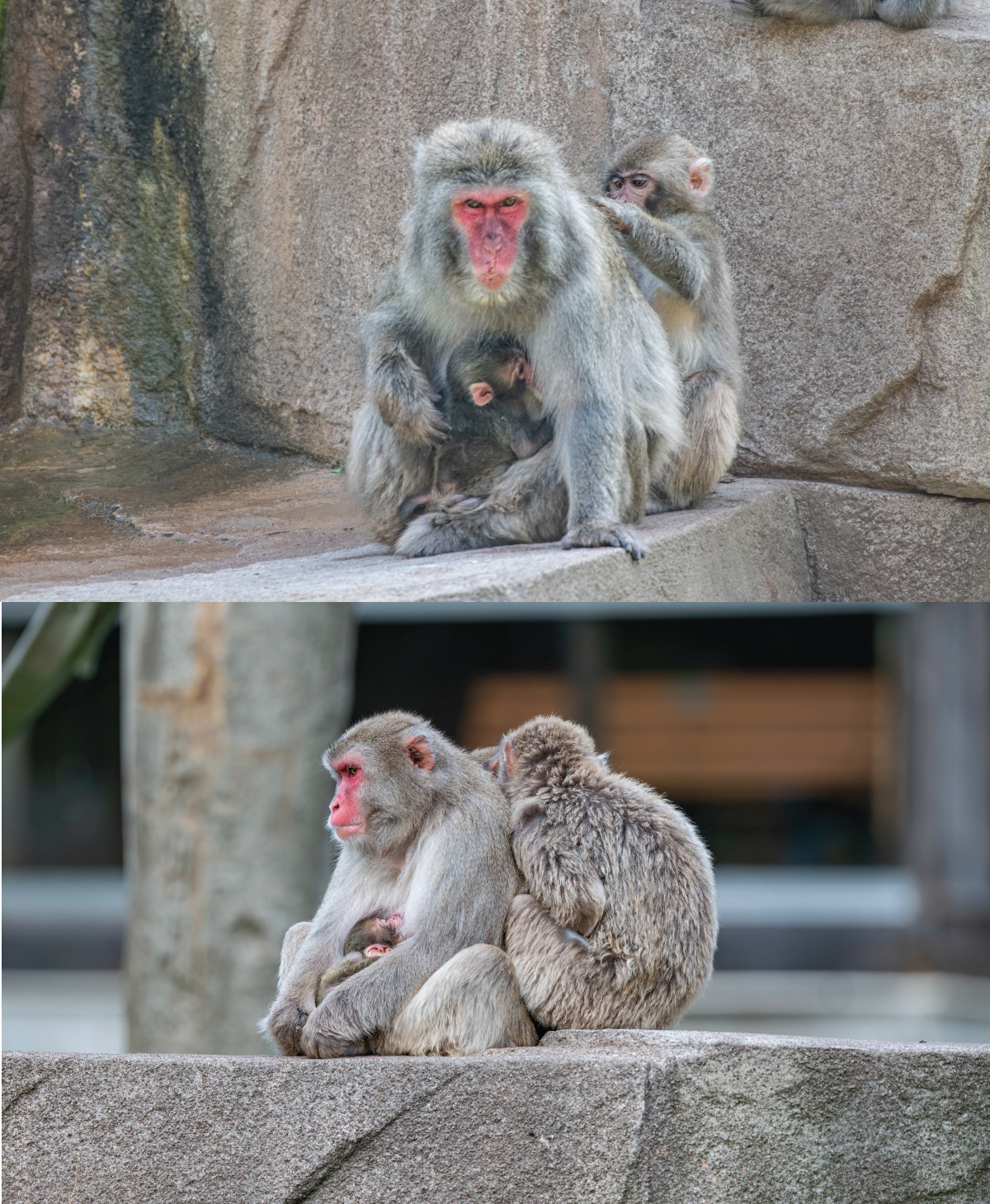 Baby Number Two Joins the Japanese Macaques - Milwaukee County Zoo