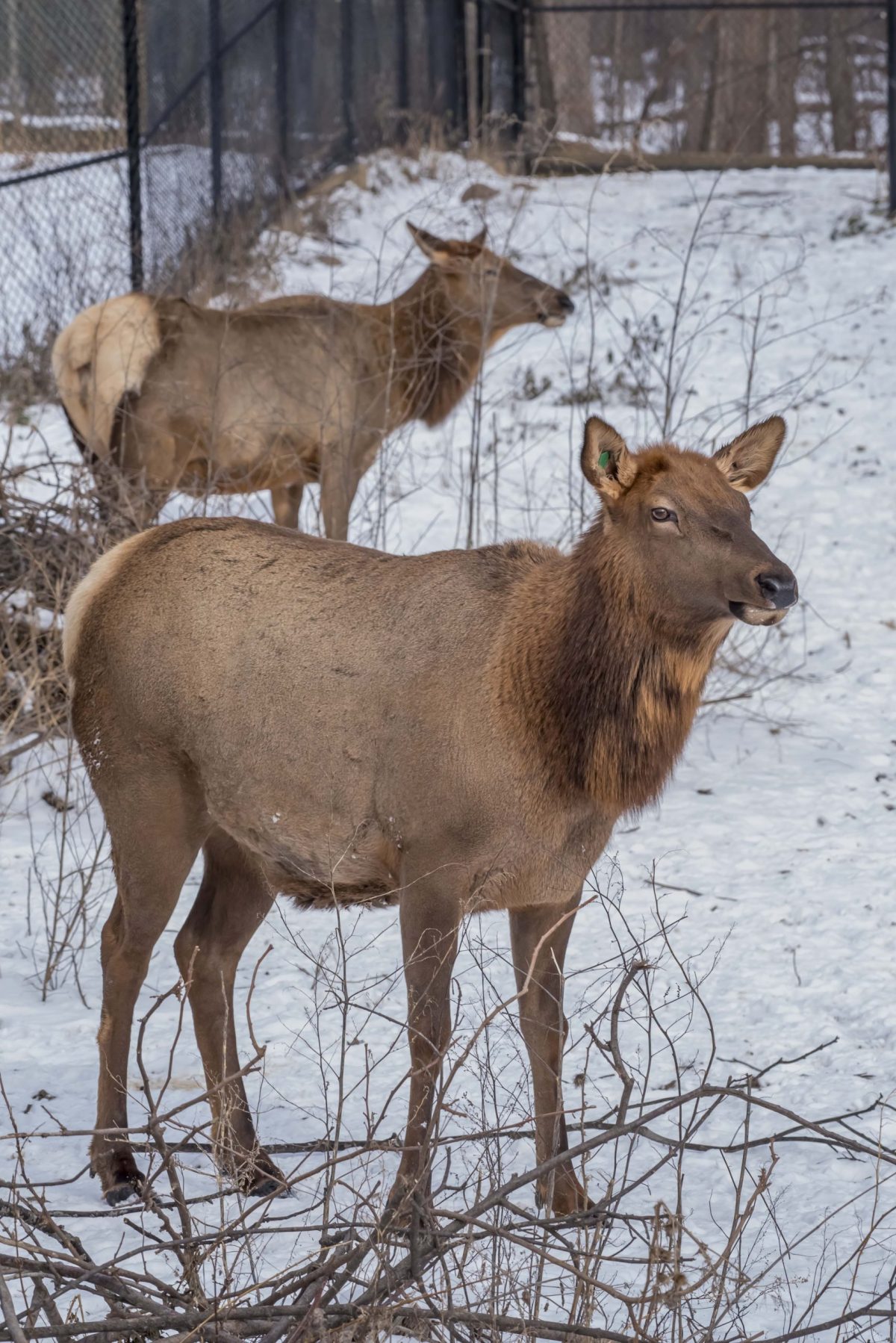 North American Elk - Milwaukee County Zoo