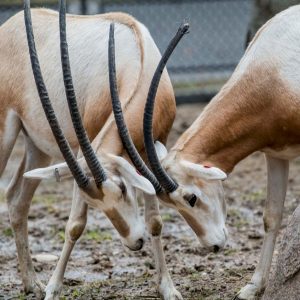 Home - Milwaukee County Zoo