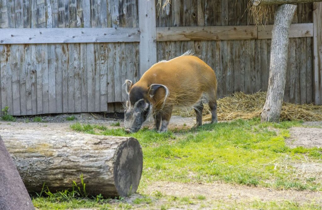 Wild Connections - Milwaukee County Zoo