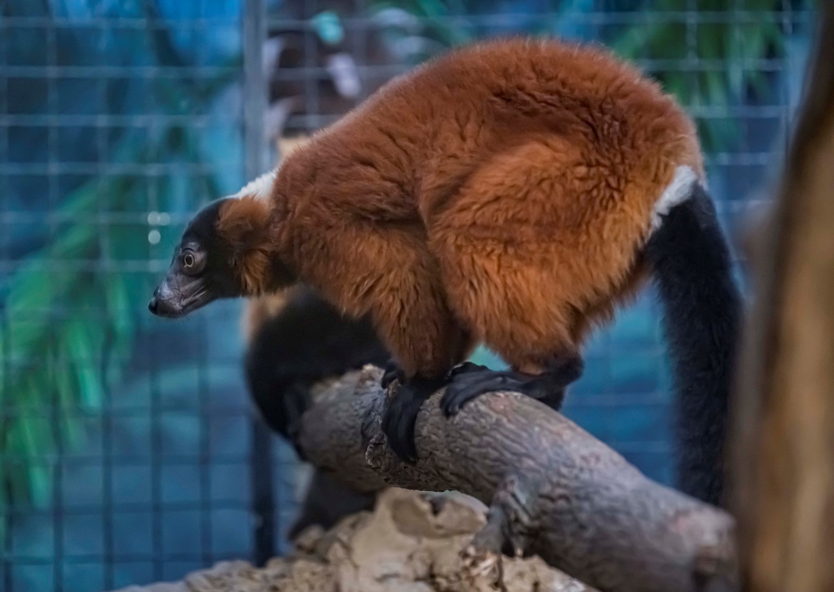 Red-ruffed Lemur - Milwaukee County Zoo