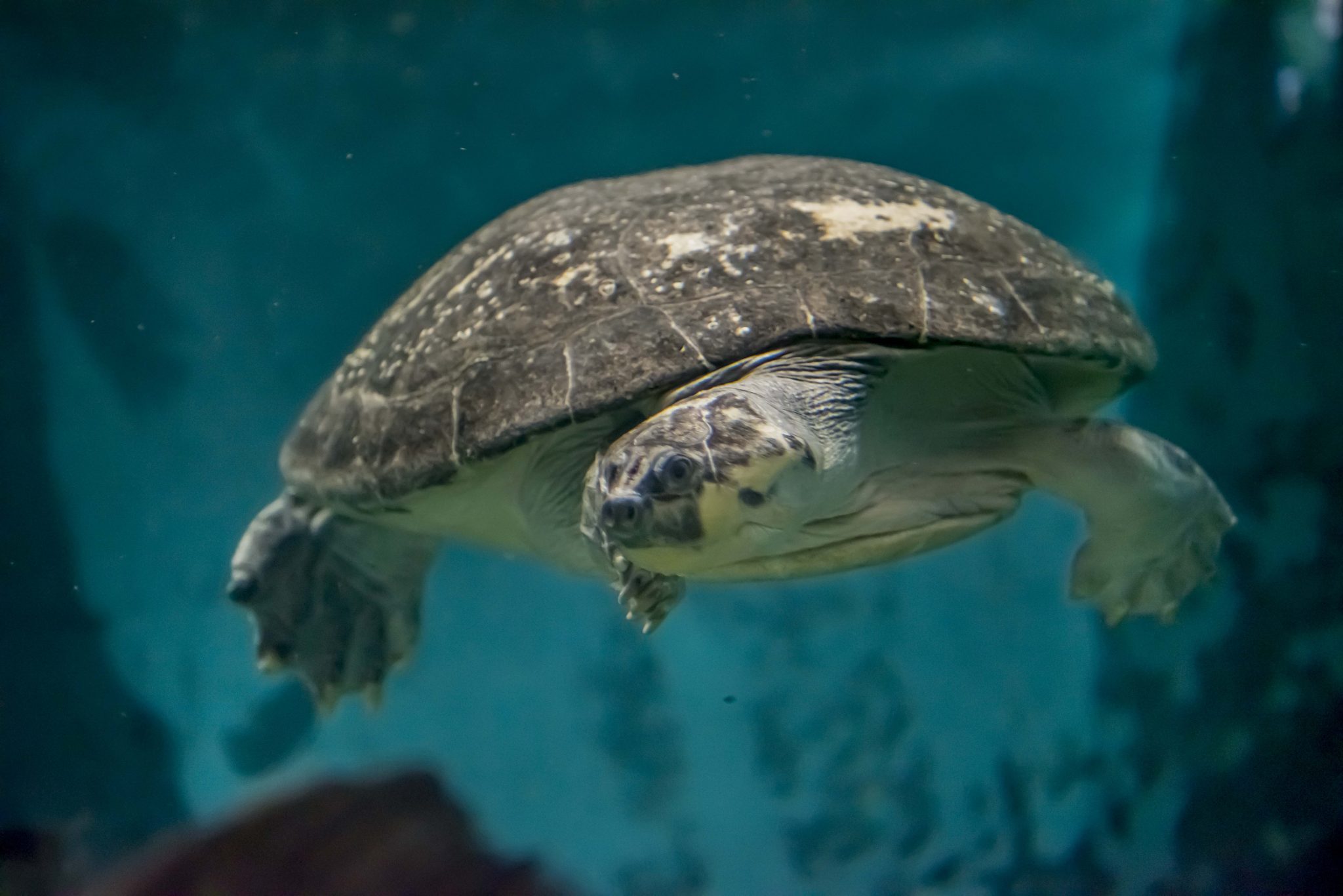 Reptile Archives - Milwaukee County Zoo