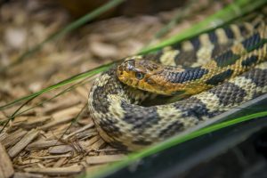 Eastern Fox Snake - Milwaukee County Zoo
