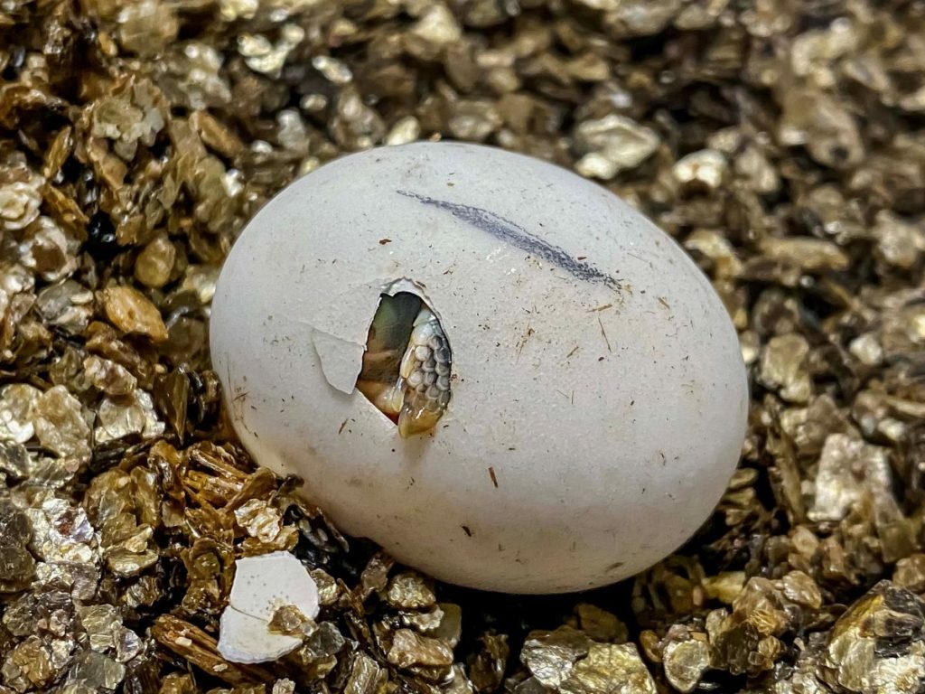 Rare Northern Spider Tortoise Hatches - Milwaukee County Zoo