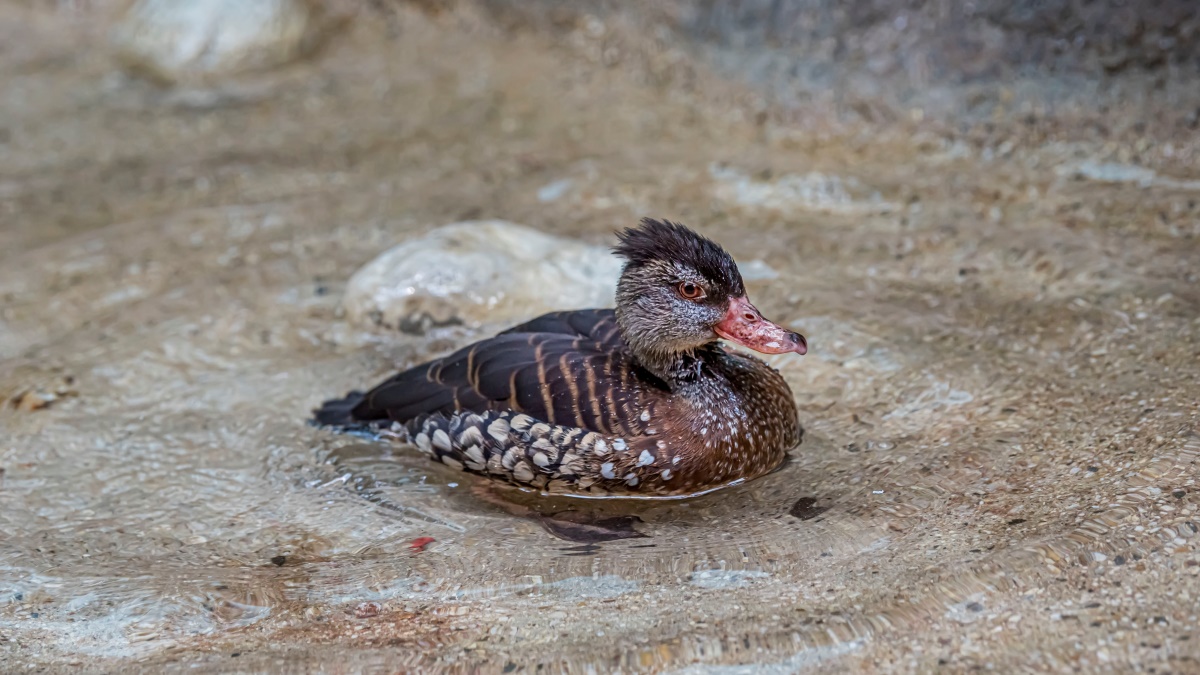 Meet Our Animals - Milwaukee County Zoo