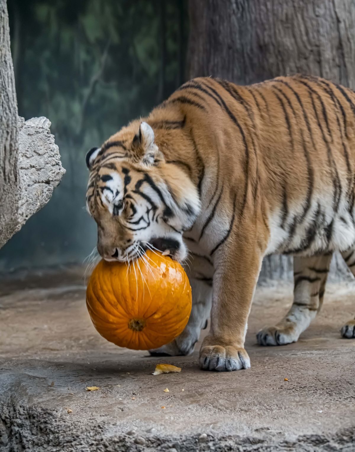 Fall for the Zoo - Milwaukee County Zoo