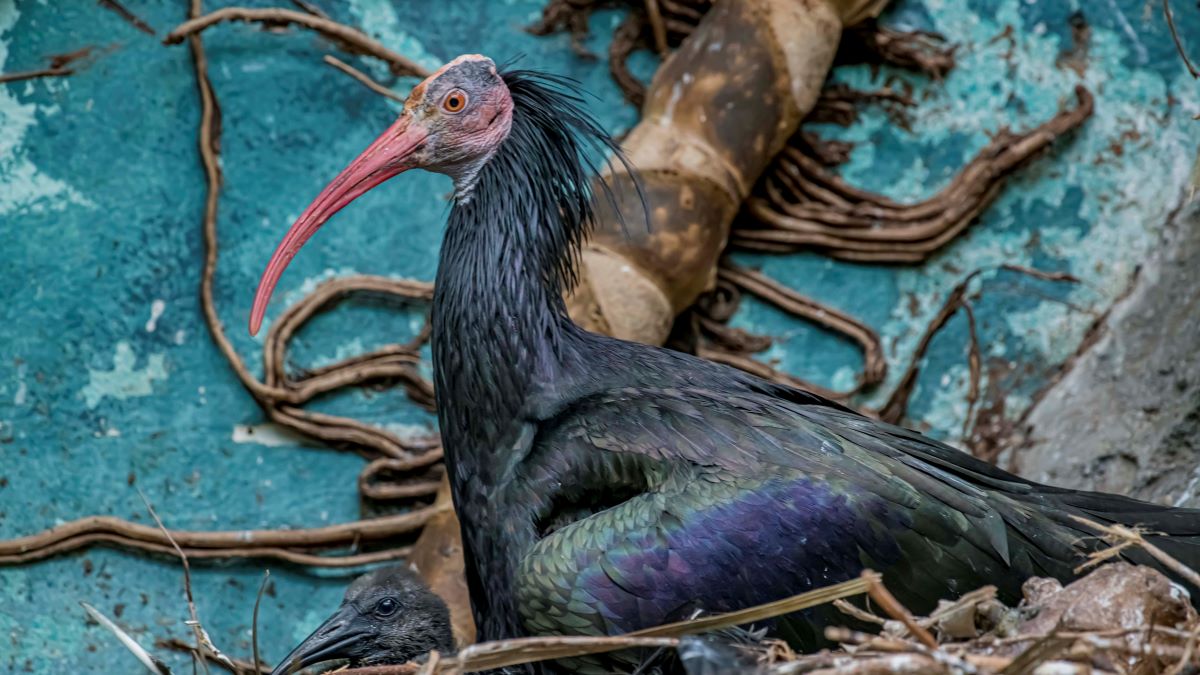 Meet Our Animals - Milwaukee County Zoo